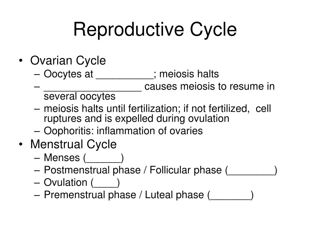 PPT - Female Reproductive Anatomy PowerPoint Presentation, free ...