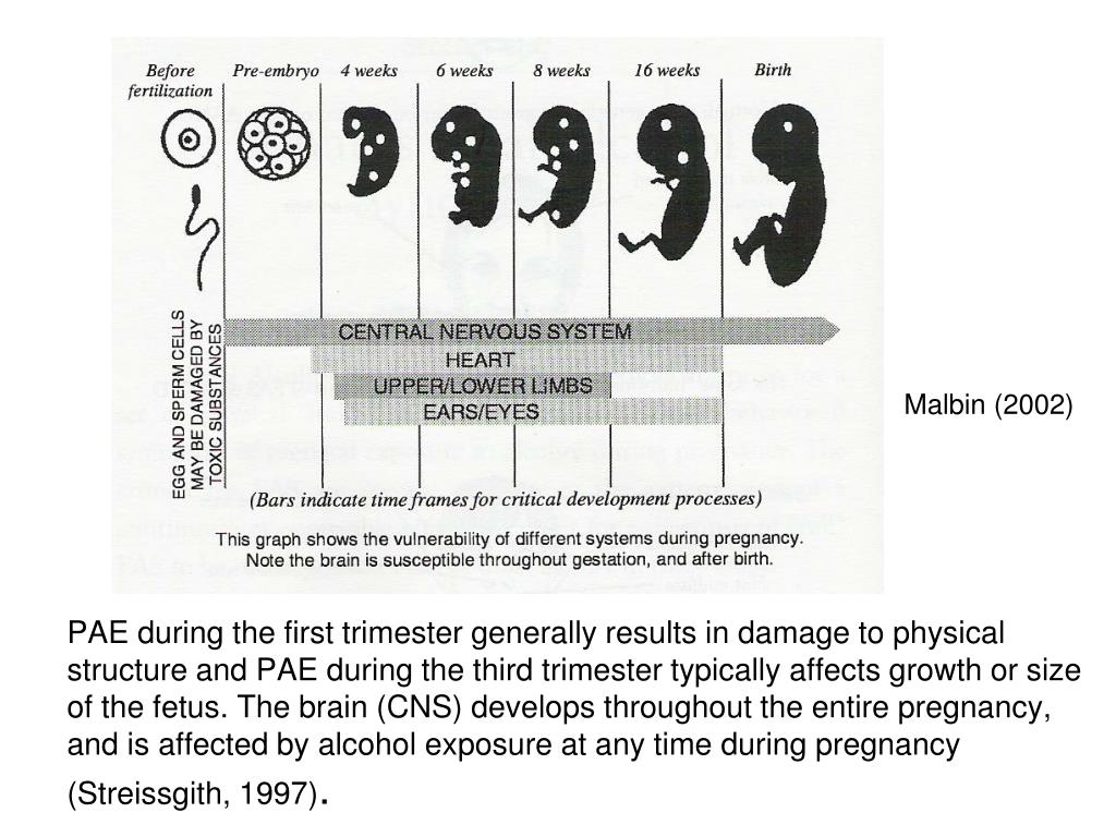 Ppt Prenatal Alcohol Exposure Powerpoint Presentation Free Download