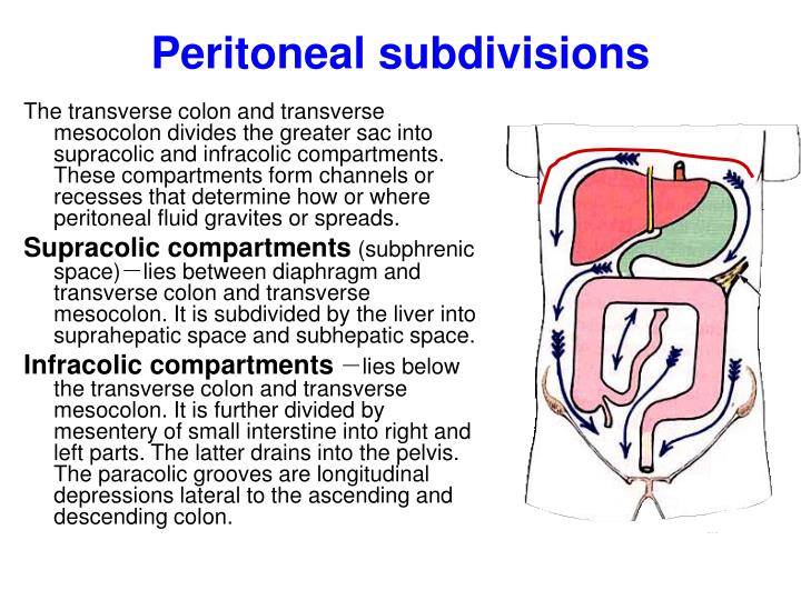 PPT - David Fu PowerPoint Presentation - ID:1772646