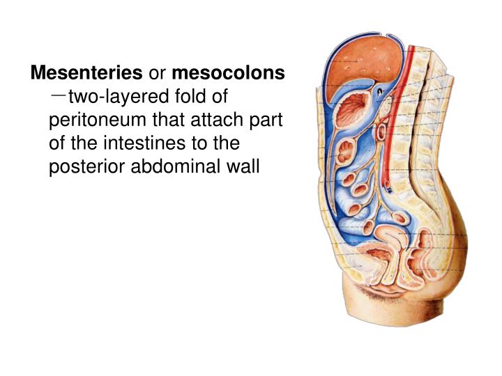 PPT - David Fu PowerPoint Presentation - ID:1772646