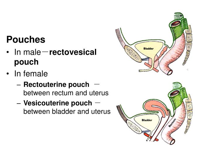 PPT - David Fu PowerPoint Presentation - ID:1772646