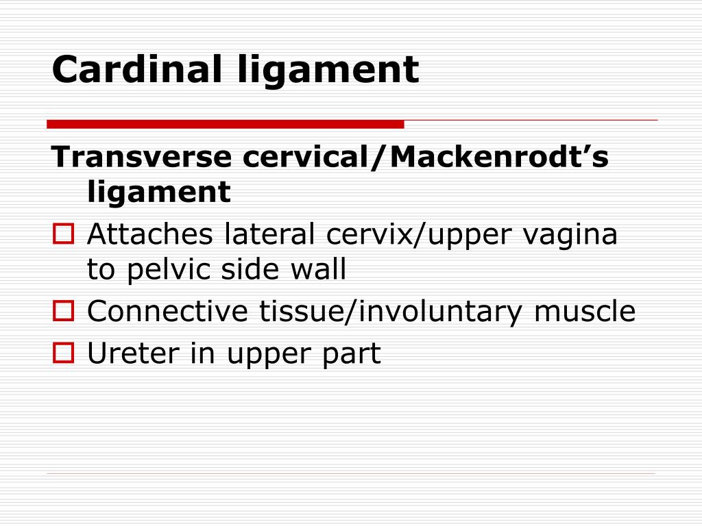 PPT - ANATOMY OF THE FEMALE PELVIC FLOOR AND PERINEUM Dr. A. O. FAWOLE ...