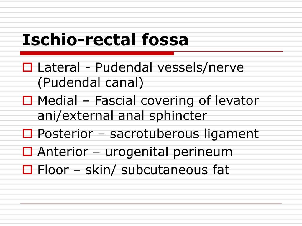 PPT - ANATOMY OF THE FEMALE PELVIC FLOOR AND PERINEUM Dr. A. O. FAWOLE ...