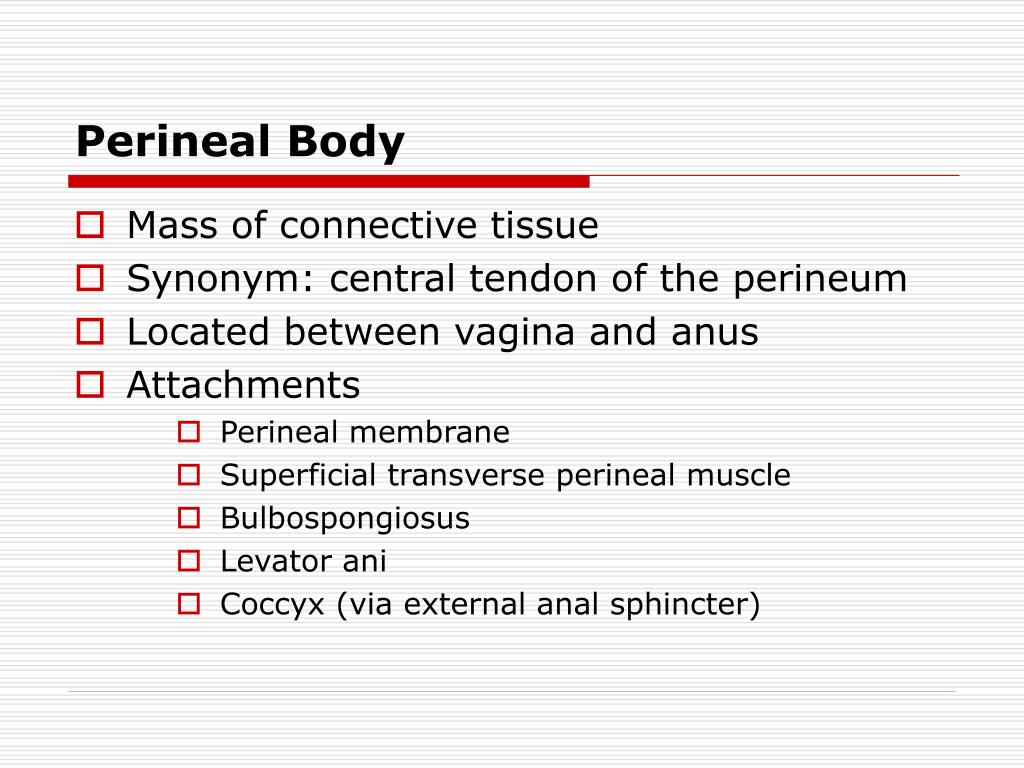PPT - ANATOMY OF THE FEMALE PELVIC FLOOR AND PERINEUM Dr. A. O. FAWOLE ...
