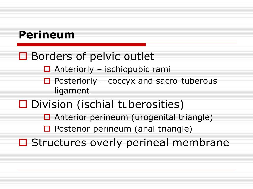 PPT - ANATOMY OF THE FEMALE PELVIC FLOOR AND PERINEUM Dr. A. O. FAWOLE ...