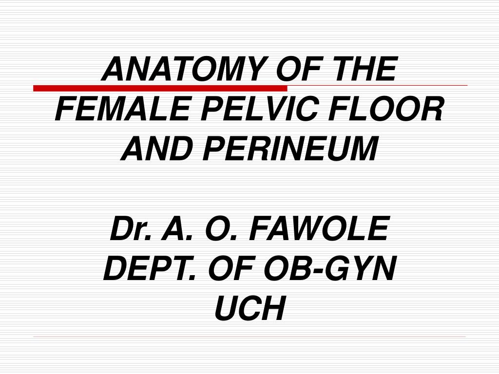 PPT - ANATOMY OF THE FEMALE PELVIC FLOOR AND PERINEUM Dr. A. O. FAWOLE ...
