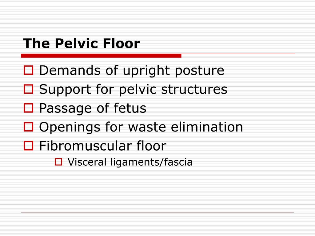 PPT - ANATOMY OF THE FEMALE PELVIC FLOOR AND PERINEUM Dr. A. O. FAWOLE ...