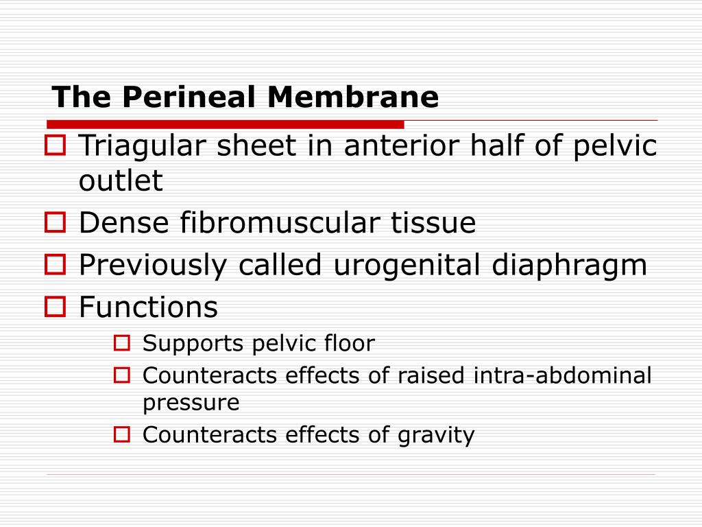 PPT - ANATOMY OF THE FEMALE PELVIC FLOOR AND PERINEUM Dr. A. O. FAWOLE ...