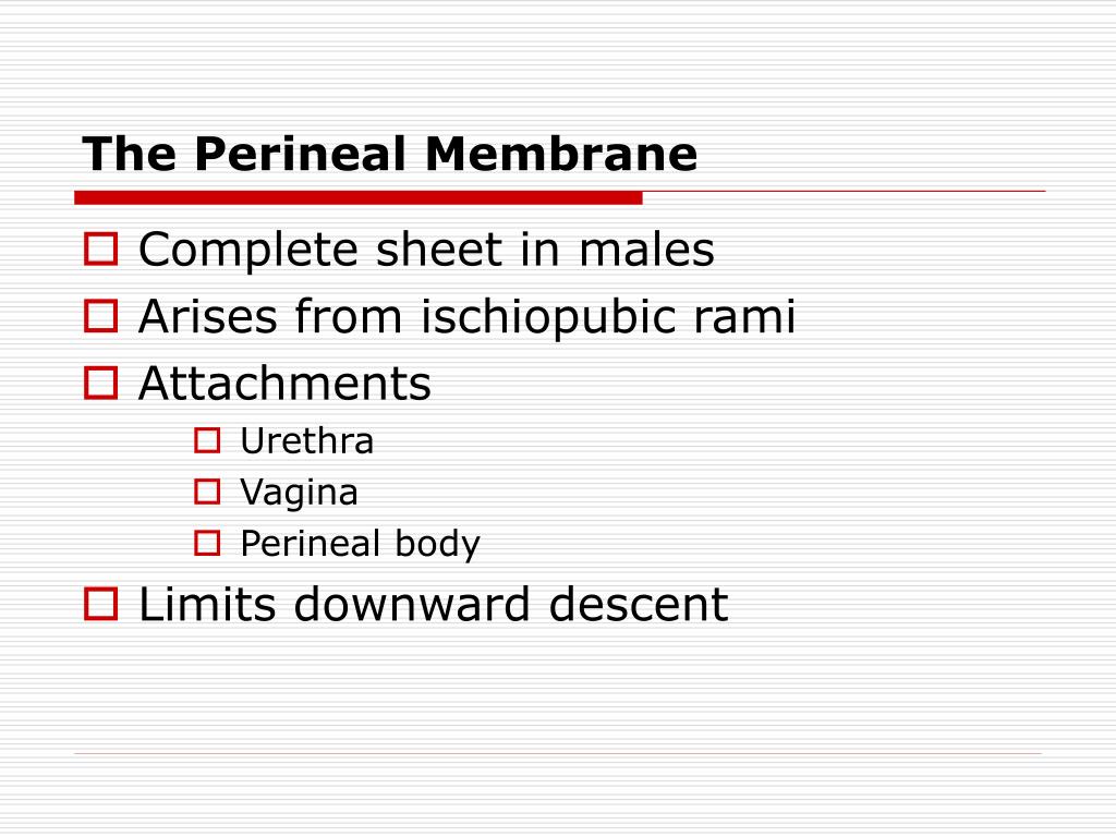 PPT - ANATOMY OF THE FEMALE PELVIC FLOOR AND PERINEUM Dr. A. O. FAWOLE ...