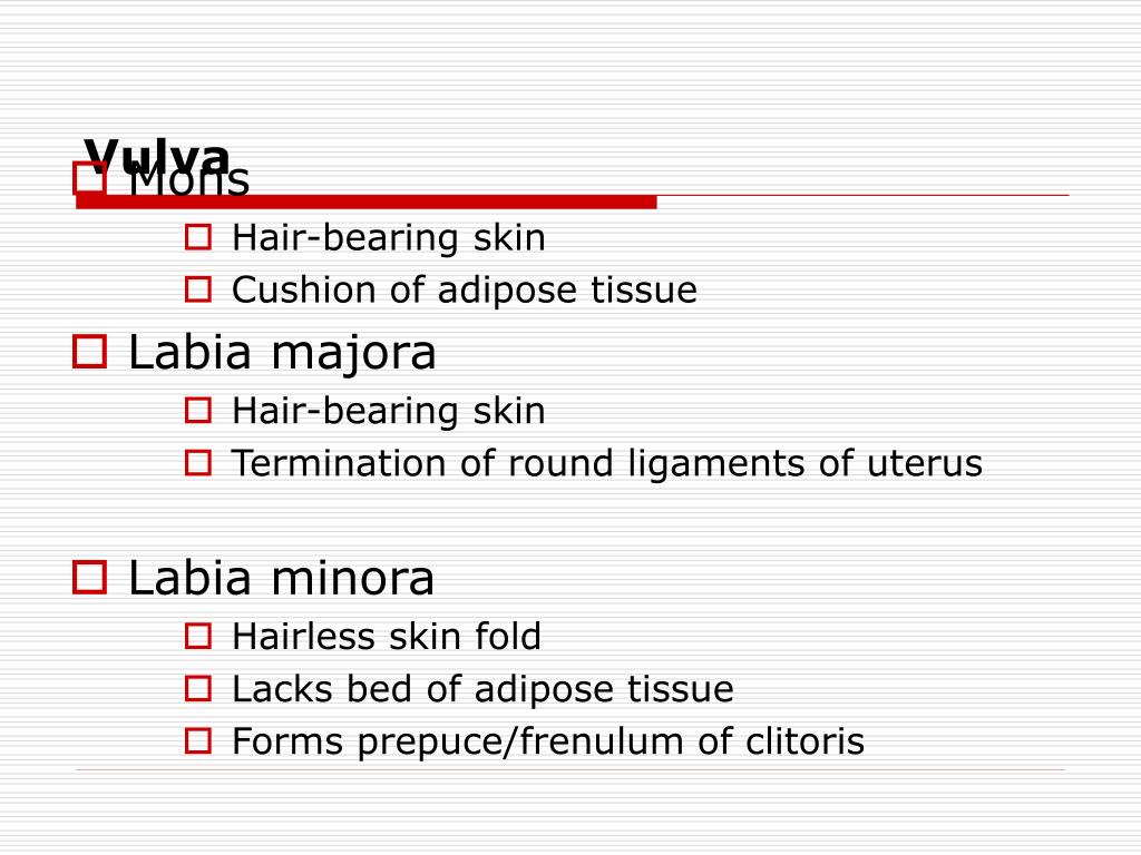 PPT - ANATOMY OF THE FEMALE PELVIC FLOOR AND PERINEUM Dr. A. O. FAWOLE ...