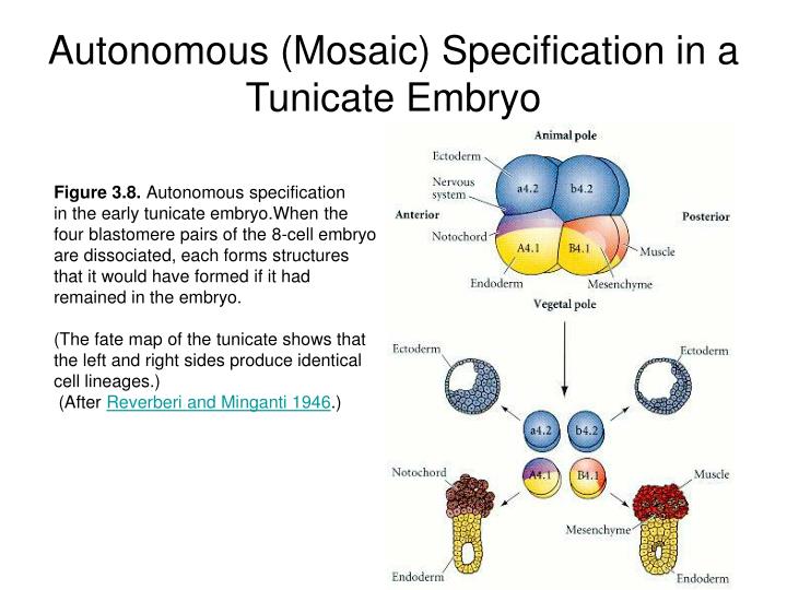 PPT - Introduction To Pattern Formation PowerPoint Presentation - ID ...