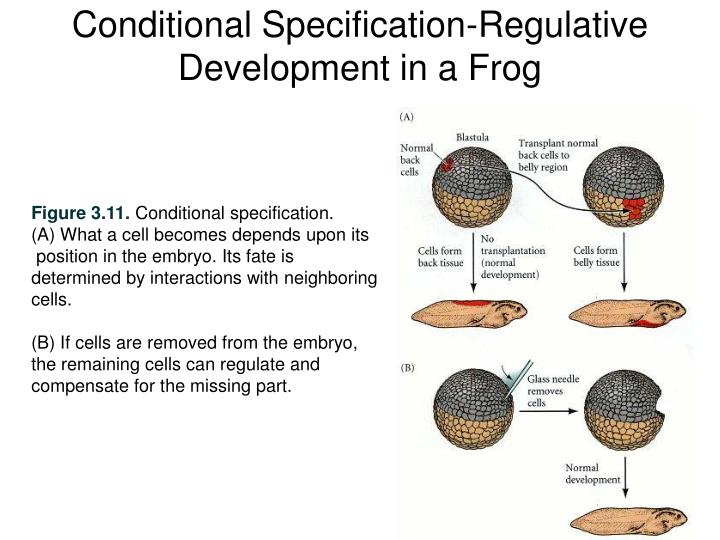 PPT - Introduction To Pattern Formation PowerPoint Presentation - ID:1773435