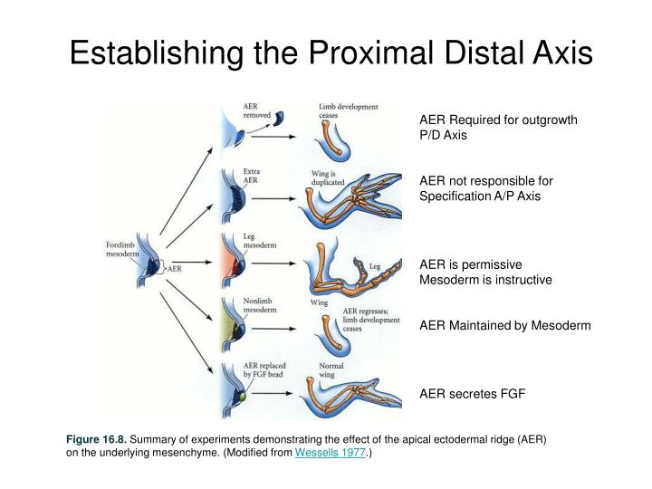 PPT - Introduction To Pattern Formation PowerPoint Presentation - ID ...