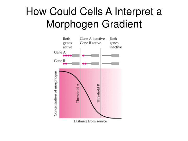 PPT - Introduction To Pattern Formation PowerPoint Presentation - ID ...
