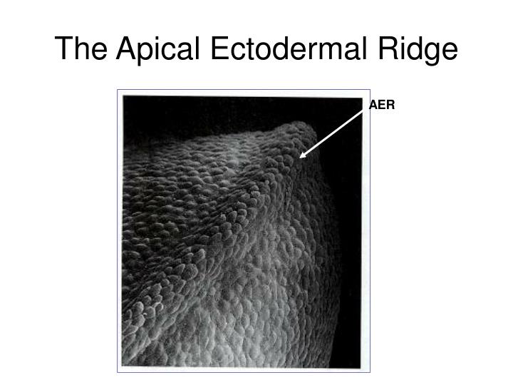 PPT - Introduction To Pattern Formation PowerPoint Presentation - ID ...