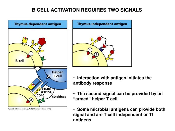 PPT - B CELL DEVELOPMENT: Part II PowerPoint Presentation - ID:1773603