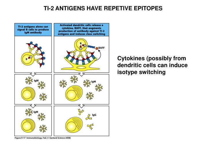PPT - B CELL DEVELOPMENT: Part II PowerPoint Presentation - ID:1773603