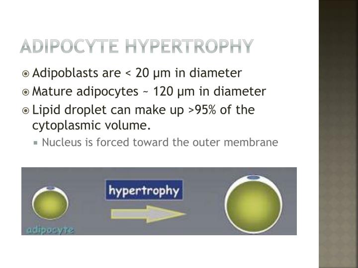 PPT - Adipose Tissue PowerPoint Presentation - ID:1773810