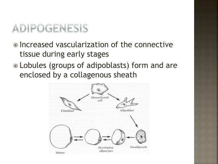 PPT - Adipose Tissue PowerPoint Presentation - ID:1773810