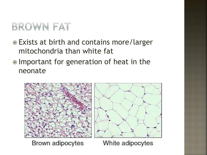 PPT - Adipose Tissue PowerPoint Presentation - ID:1773810