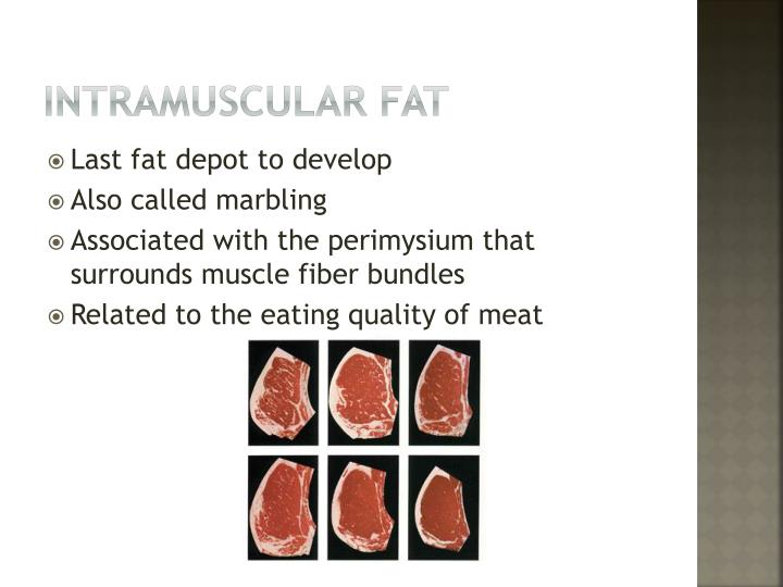 PPT - Adipose Tissue PowerPoint Presentation - ID:1773810