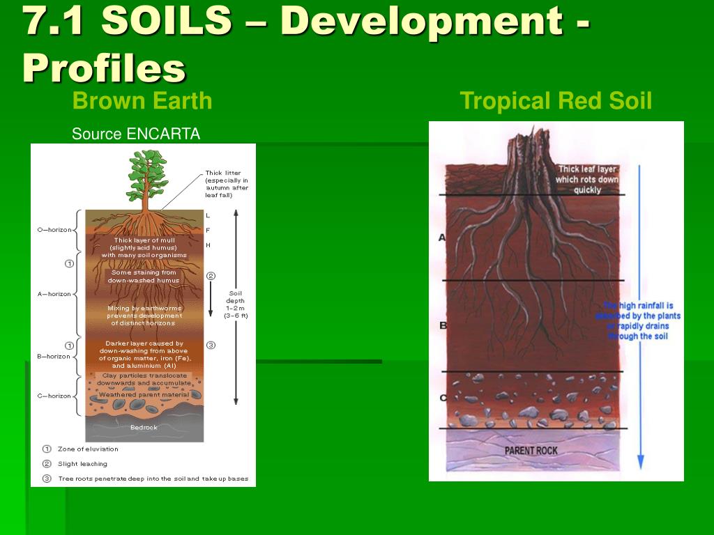 PPT - Soils Pedology… the scientific study of soils. The surface layer ...