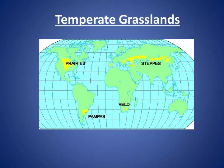 PPT - Temperate Grasslands PowerPoint Presentation, free download - ID:1774099