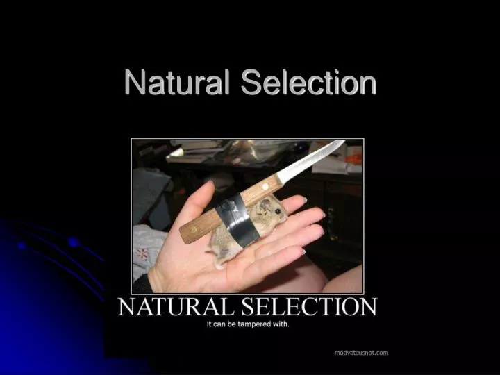 PPT - Natural Selection PowerPoint Presentation, free download - ID:1774328