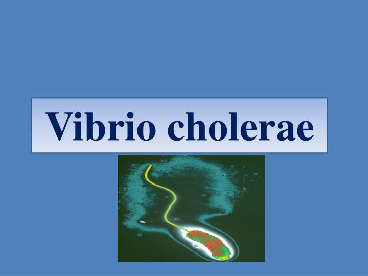 PPT - VIBRIOS PowerPoint Presentation - ID:1774390