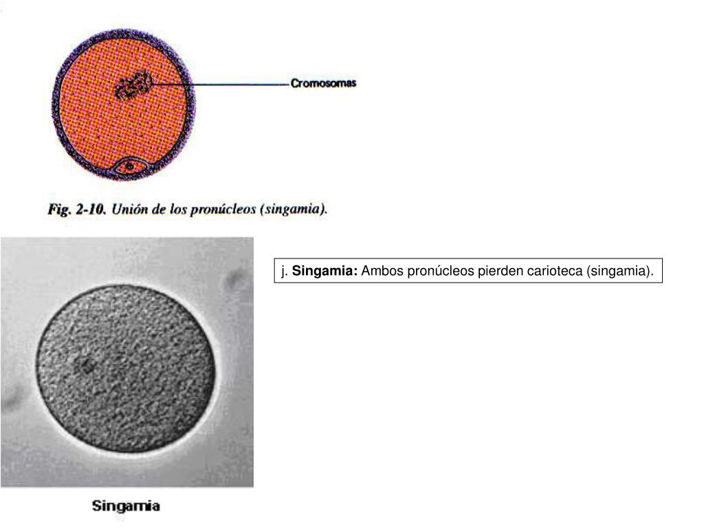 PPT - Fecundación Professor: Verónica Pantoja . Lic. MSP. PowerPoint ...