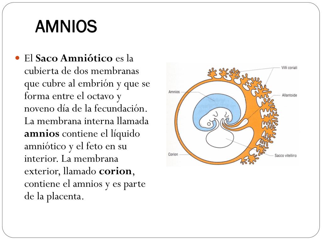 PPT - ETAPAS DEL EMBARAZO PARTO Y LACTANCIA PowerPoint Presentation ...
