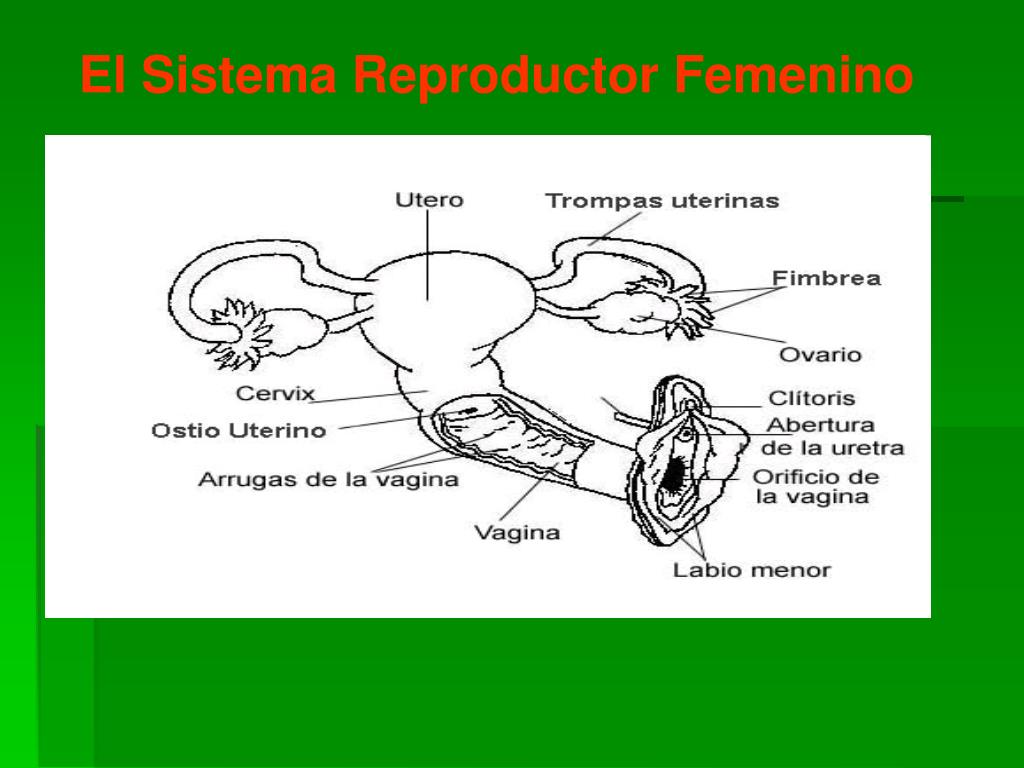 Aparato Reproductor Femenino