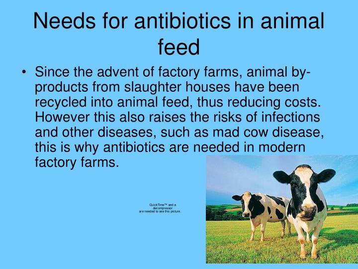PPT - Antibiotics in animal feed and their long term effect on bacteria ...