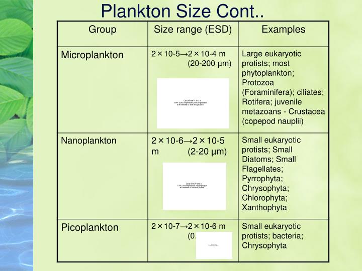 PPT - Plankton PowerPoint Presentation - ID:1775248