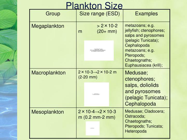 PPT - Plankton PowerPoint Presentation - ID:1775248