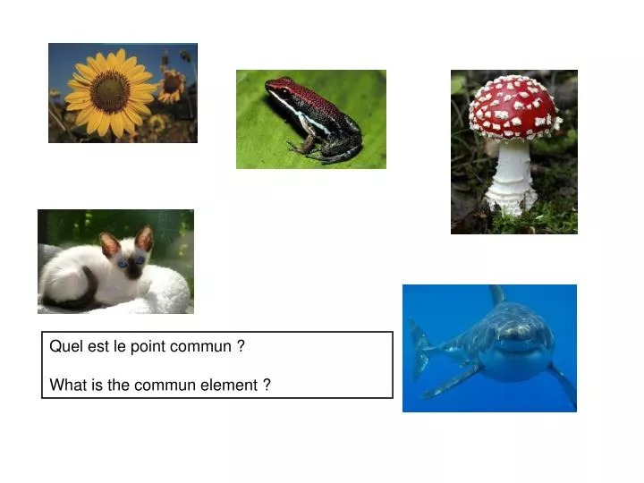PPT - Quel est le point commun ? What is the commun element ...