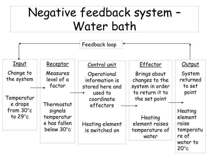PPT - Homeostasis PowerPoint Presentation - ID:1775567
