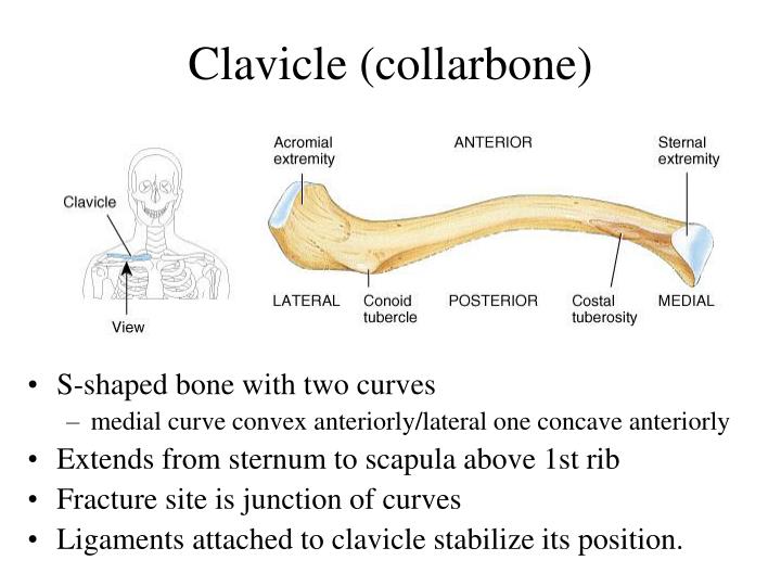 PPT - Chapter 7 Skeletal System: Appendicular Skeleton PowerPoint ...