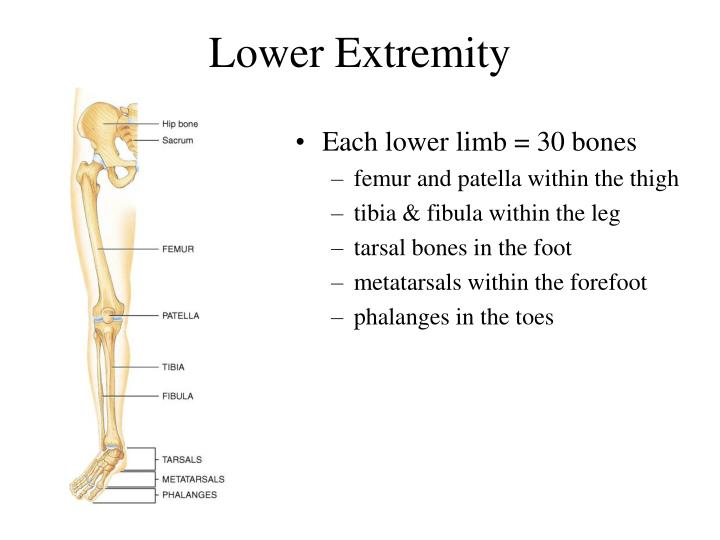 PPT - Chapter 7 Skeletal System: Appendicular Skeleton PowerPoint ...