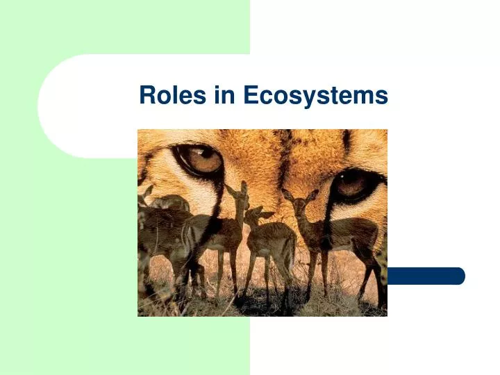 PPT - Roles in Ecosystems PowerPoint Presentation, free download - ID ...