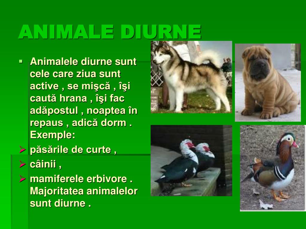 PPT - Grupa: FELINELE Membrii: DOBRICĂ ANDREEA POP SOTEA MARIANA CIURAR ...