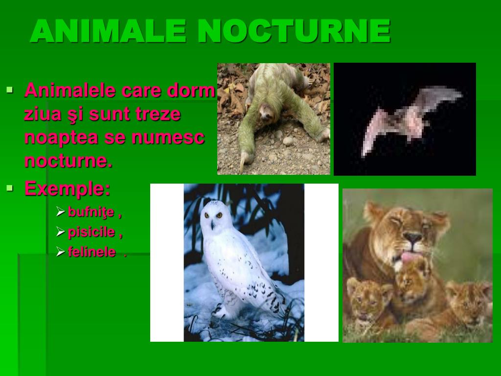 PPT - Grupa: FELINELE Membrii: DOBRICĂ ANDREEA POP SOTEA MARIANA CIURAR ...