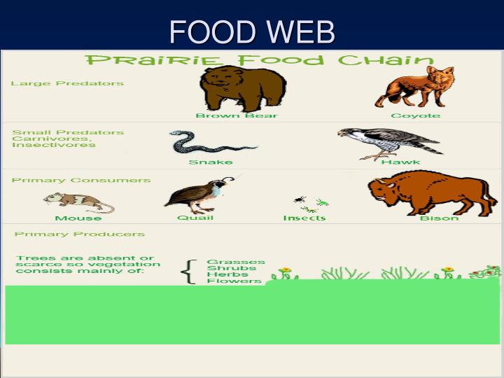 PPT - Steppe and Prairie Biome PowerPoint Presentation - ID:1776040