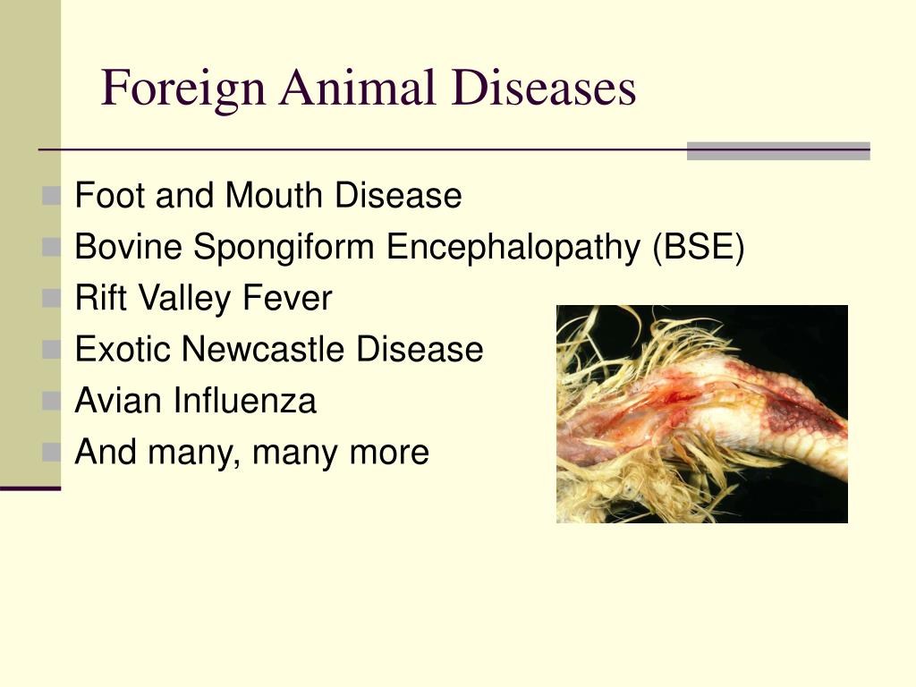 PPT - Foreign Animal Disease PowerPoint Presentation, free download ...