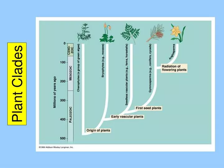 PPT - Plant Clades PowerPoint Presentation, free download - ID:1776670