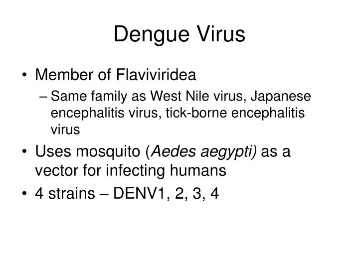 PPT - Dengue fever PowerPoint Presentation - ID:1776673