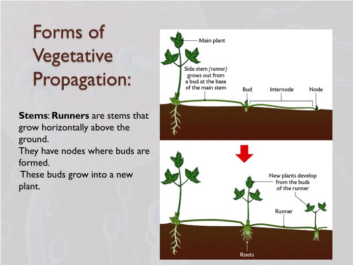 PPT - Reproduction Ways of reproducing PowerPoint Presentation - ID:1776676