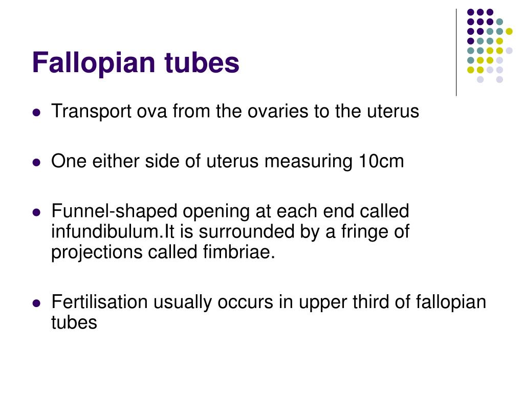 PPT - Female & Male Reproductive Systems PowerPoint Presentation - ID ...
