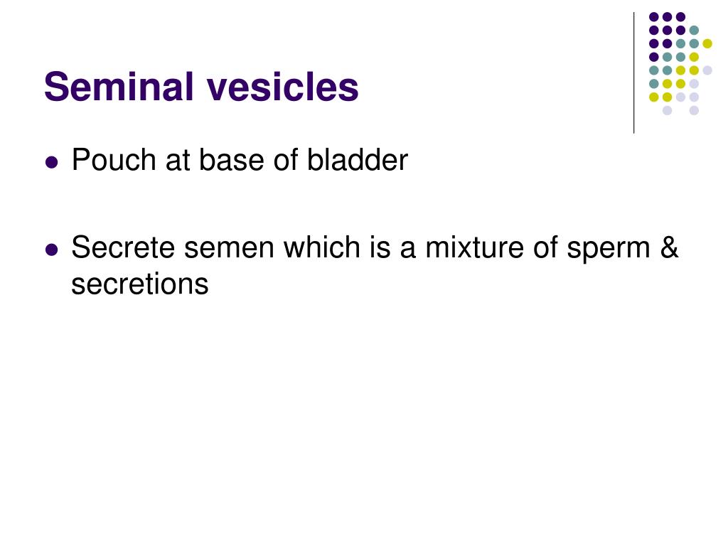 PPT - Female & Male Reproductive Systems PowerPoint Presentation - ID ...