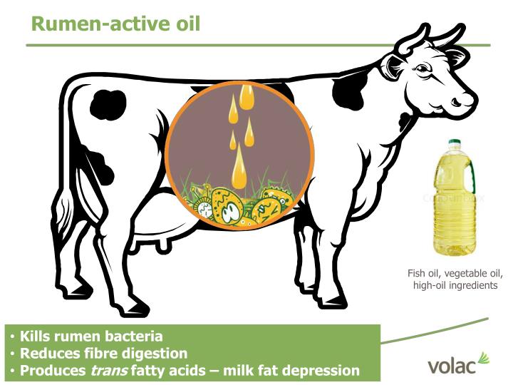 PPT - Rumen-protected fats for dairy cows PowerPoint Presentation - ID ...